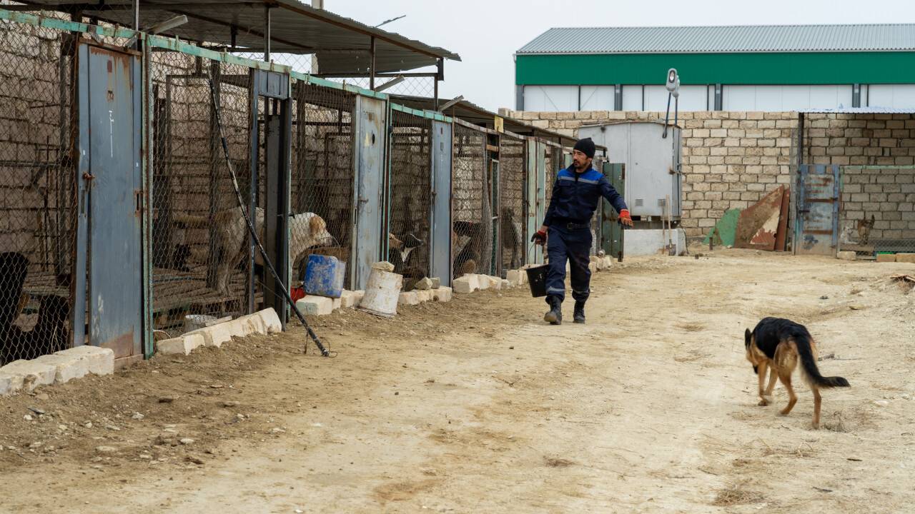 Бюджетные миллионы, сырое мясо и операции в контейнере. Что происходит в отлове Мангистауской ...