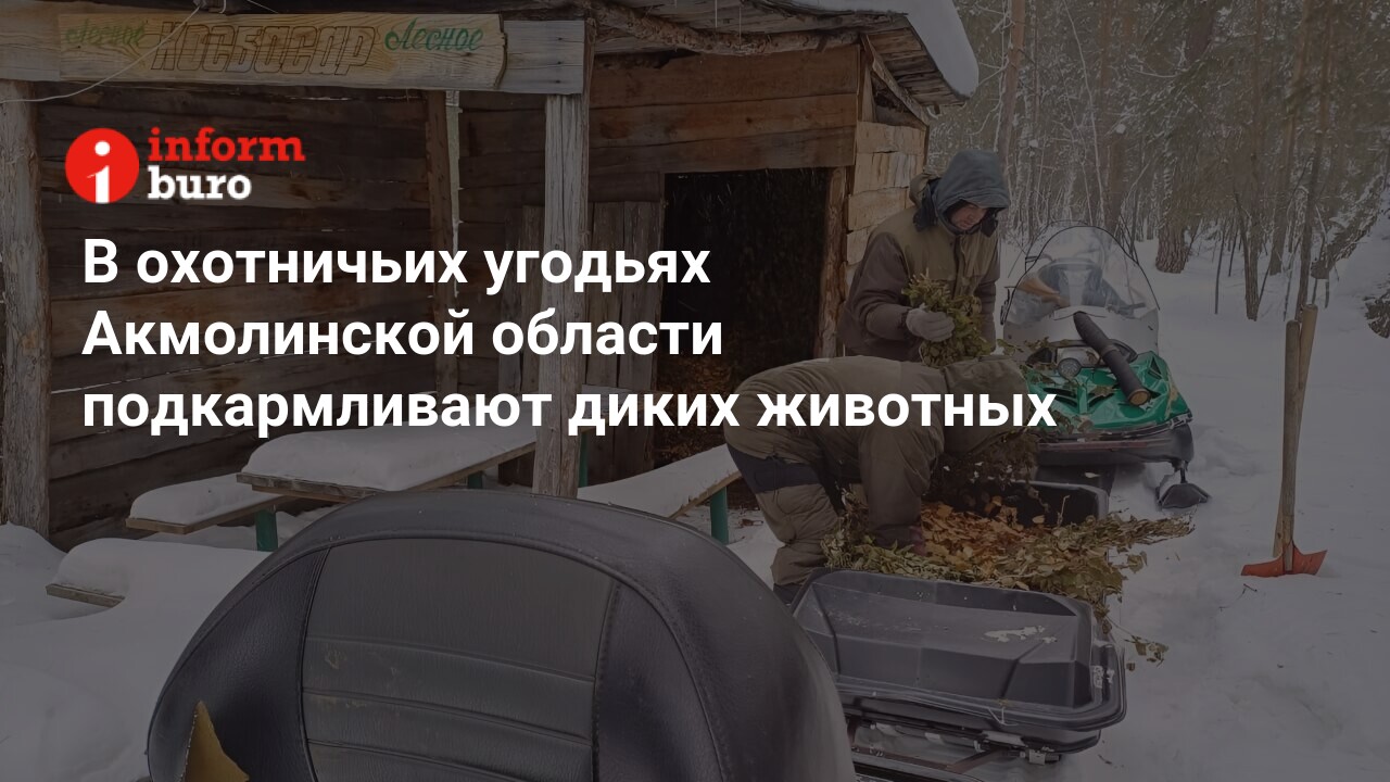 В охотничьих угодьях Акмолинской области подкармливают диких животных ...